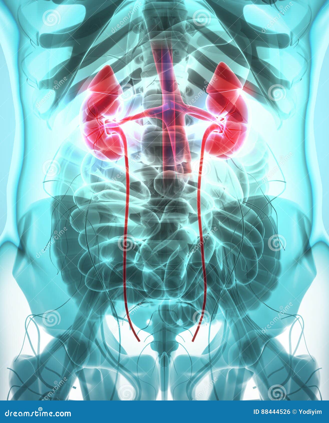 3D Illustration of Urinary System, Medical Concept. Stock Illustration ...