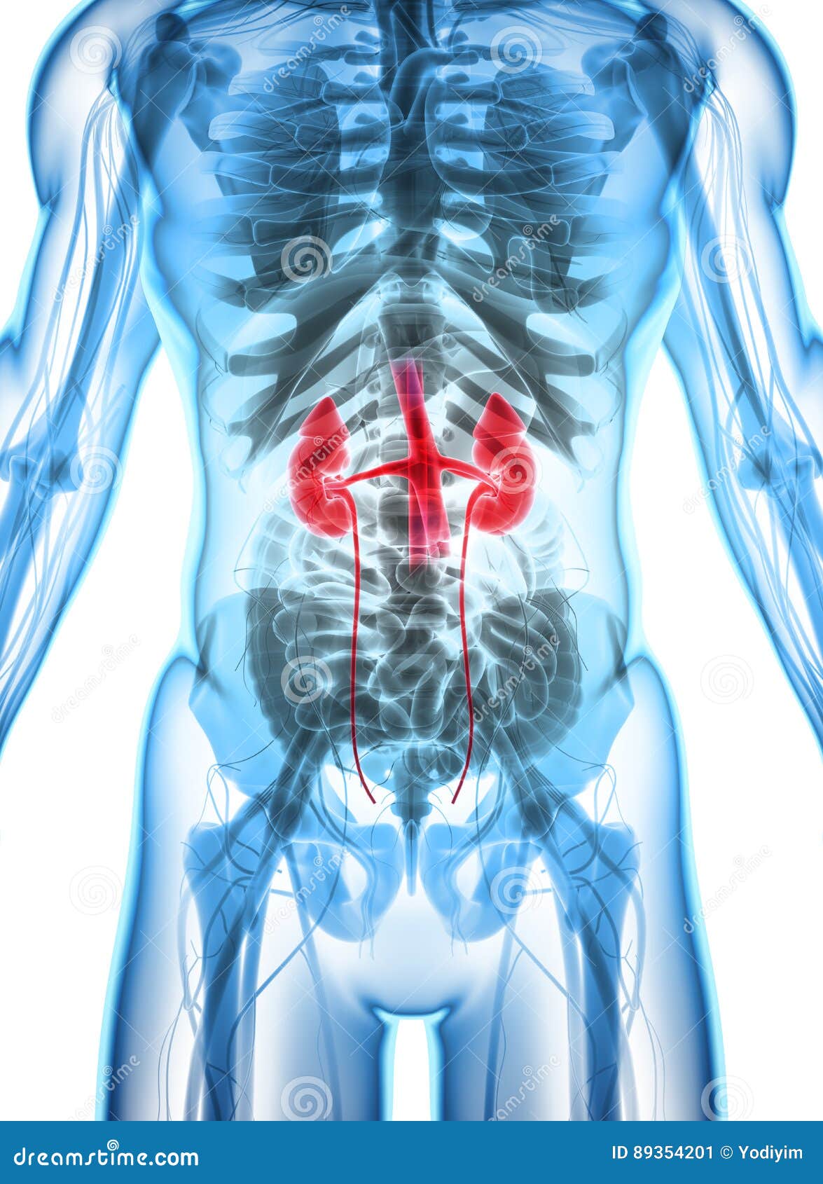 3D Illustration Of The Urinary System, Highlighted On Line Anatomy ...