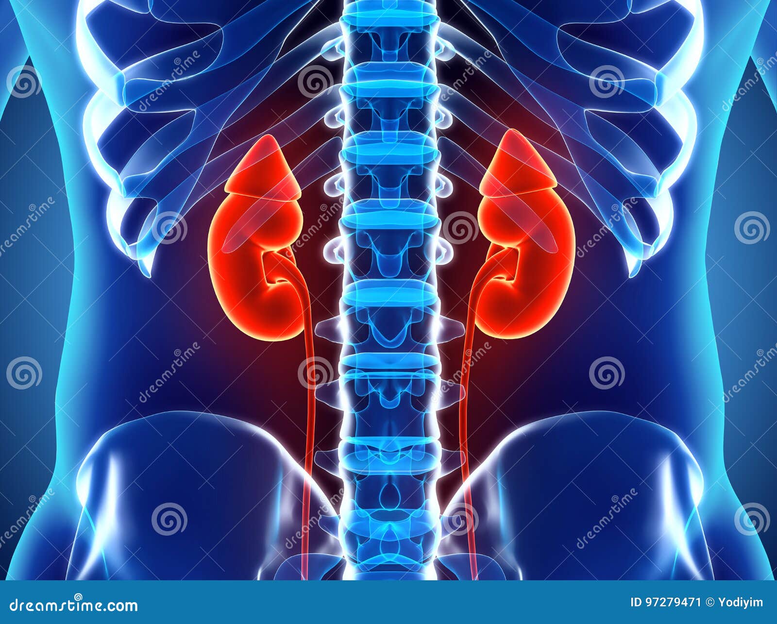 3D Illustration Of The Urinary System, Highlighted On Line Anatomy ...