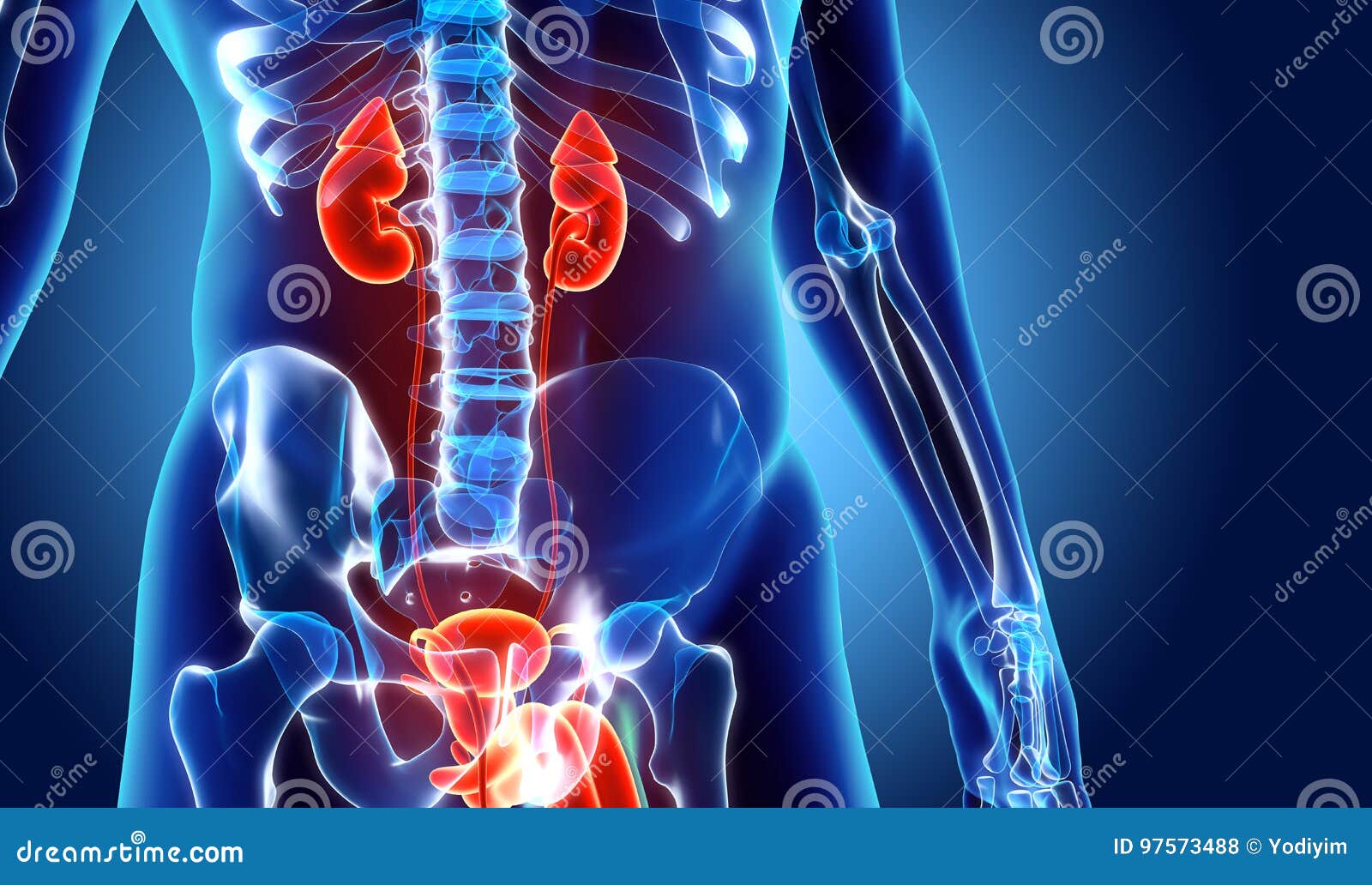 3D Illustration of Urinary System, Medical Concept. Stock Illustration ...