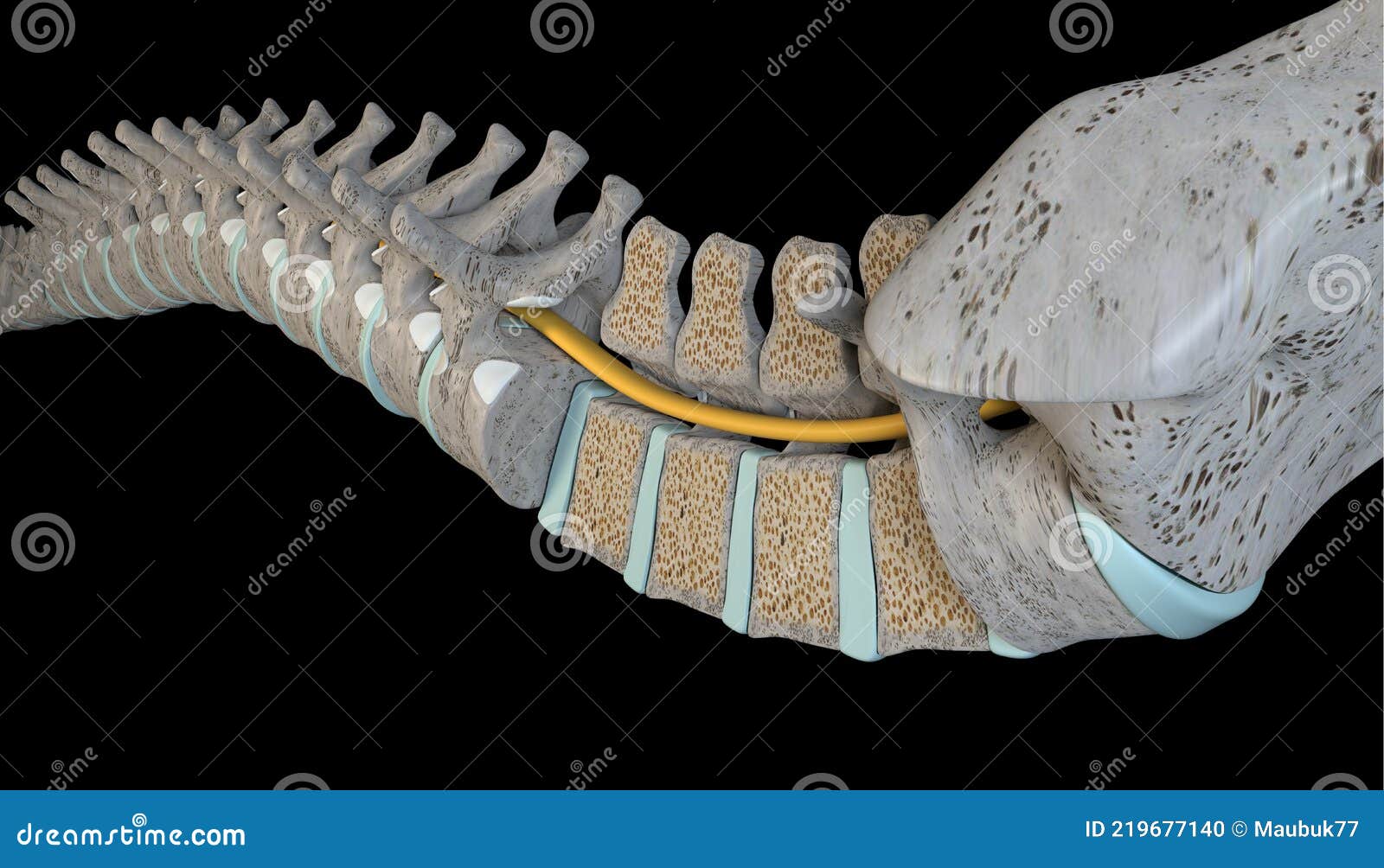 3d Illustration of Vertebral Column Section in Horizontal Position ...