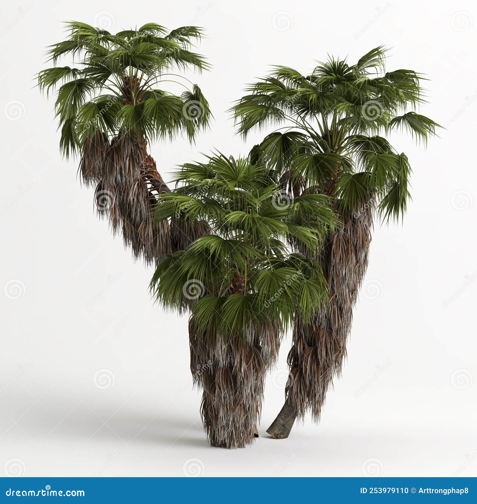 3d Illustration of Washingtonia Filifera Tree Isolated on White ...