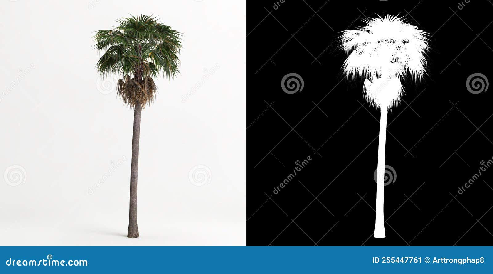 3d Illustration of Washingtonia Robusta Tree Isolated on White and Its ...