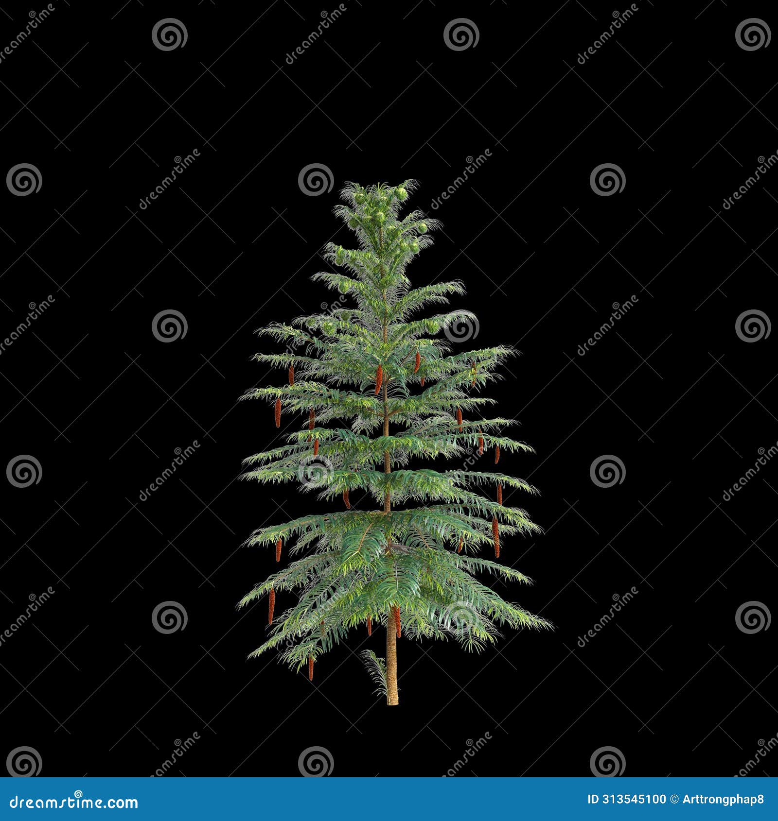 3d Illustration of Wollemia Nobilis Tree Isolated on Black Background ...