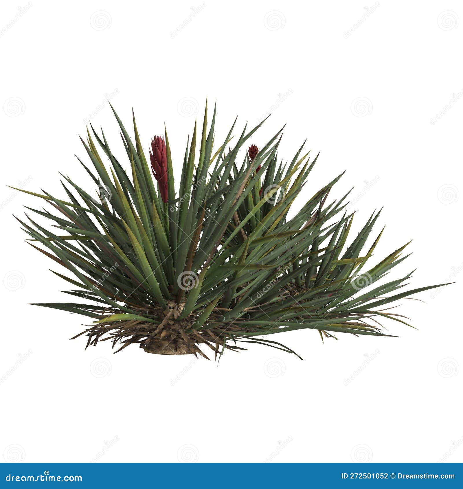 3d Illustration of Yucca Baccata Bush Isolated on White Background ...
