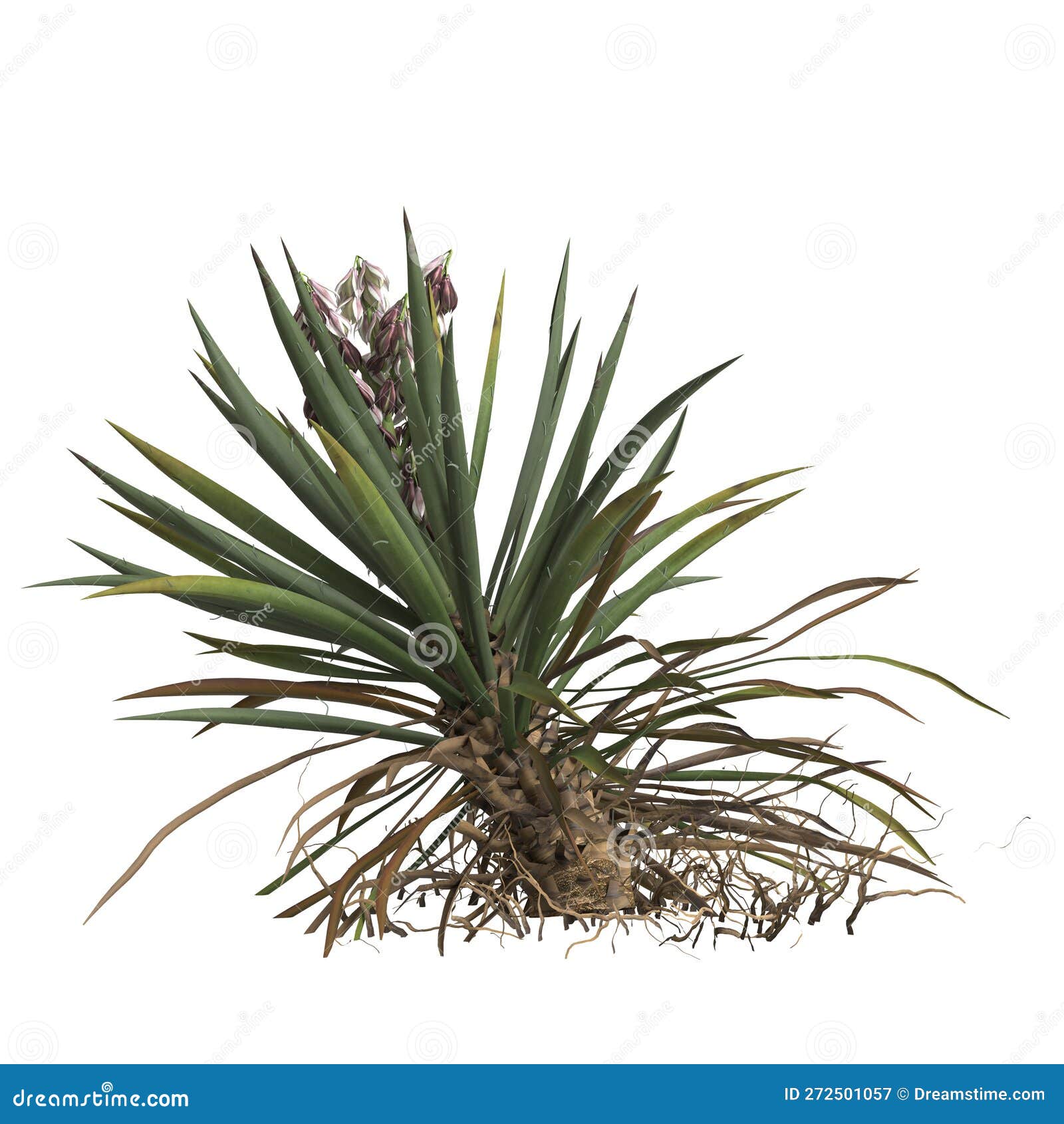 3d Illustration Of Yucca Baccata Bush Isolated On White Background ...