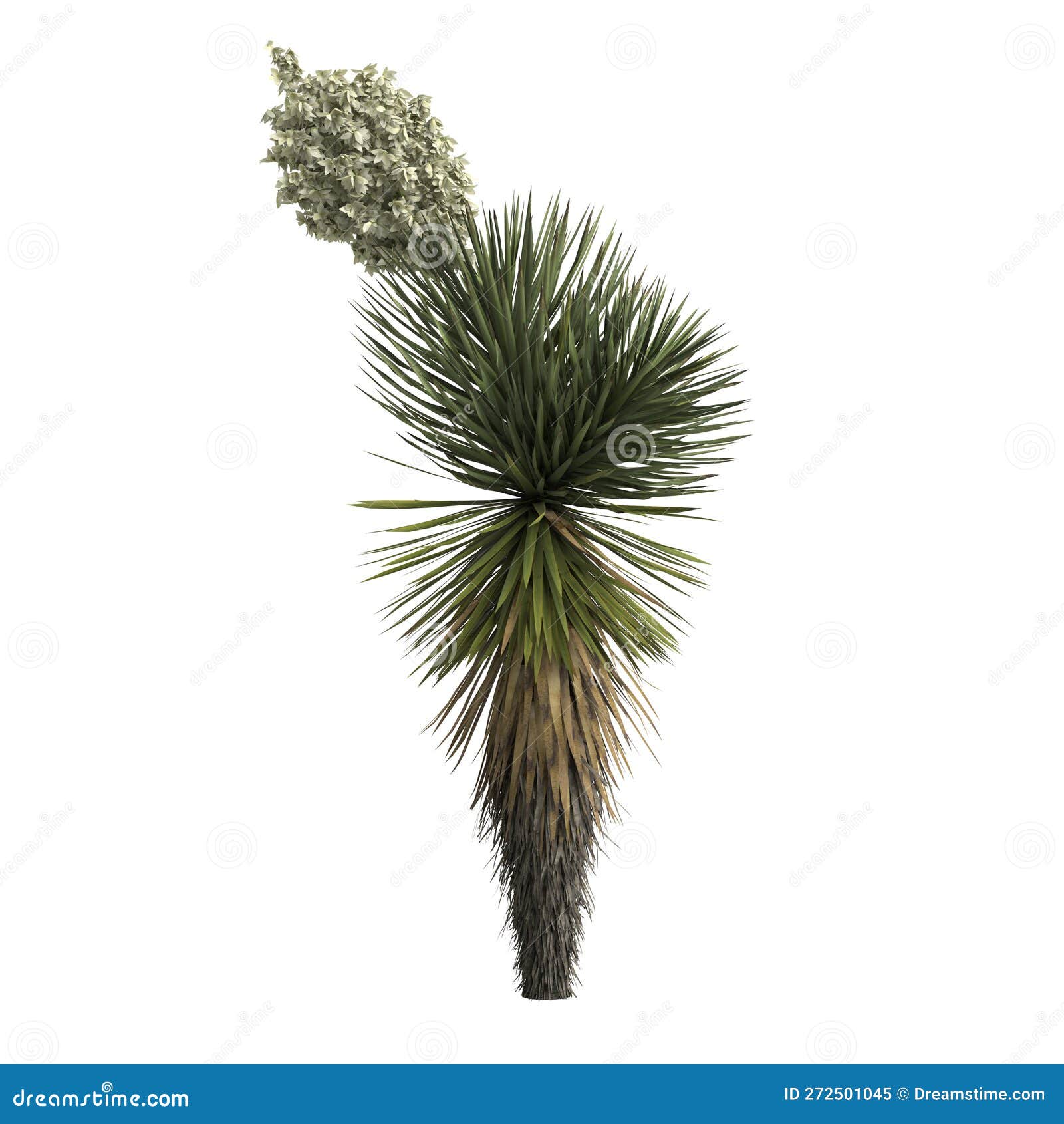 3d Illustration of Yucca Decipiens Isolated on White Background Stock ...
