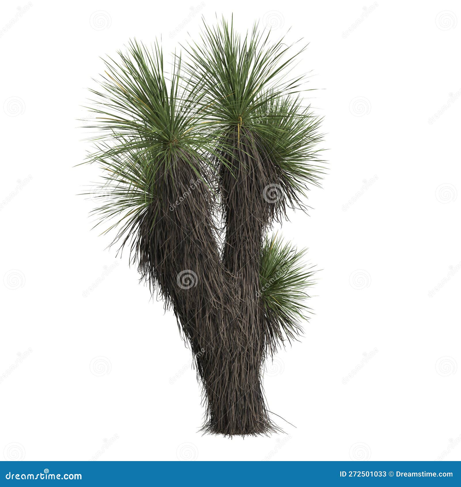 3d Illustration Of Yucca Elata Isolated On White Background Royalty ...