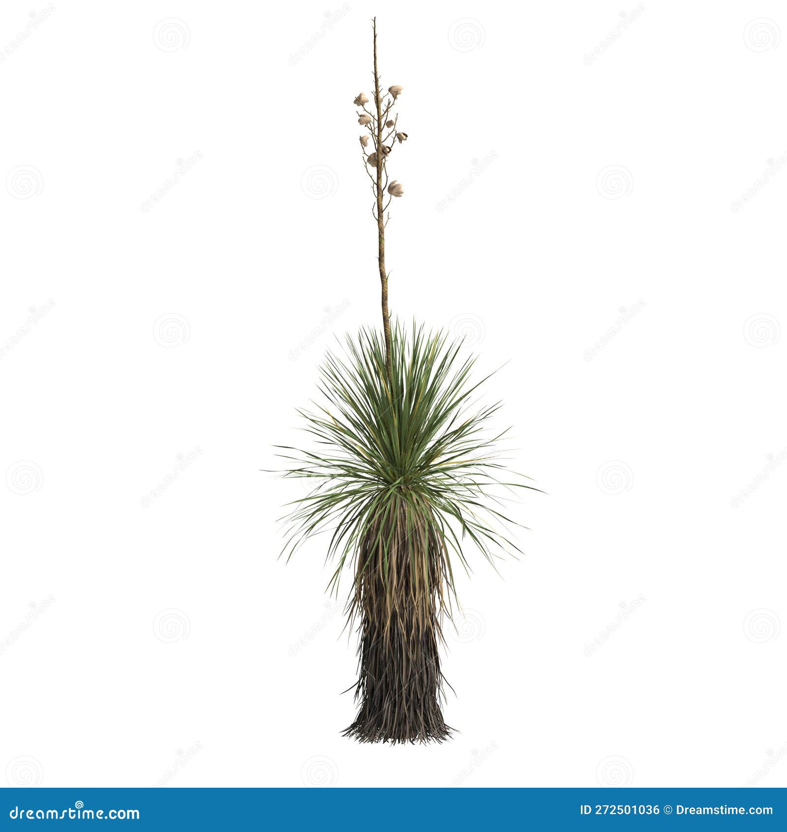 3d Illustration Of Yucca Elata Isolated On White Background Royalty ...