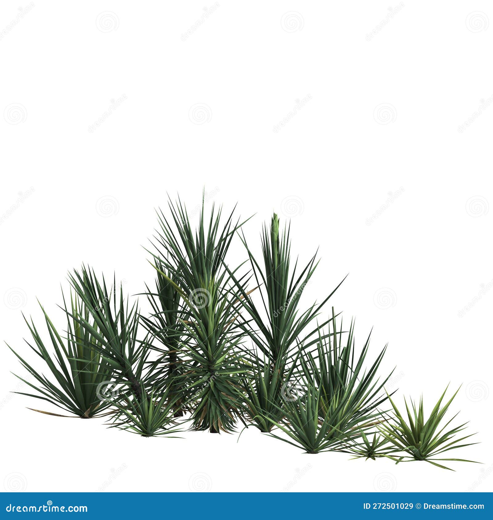 3d Illustration of Yucca Flaccida Isolated on Black Background Stock ...