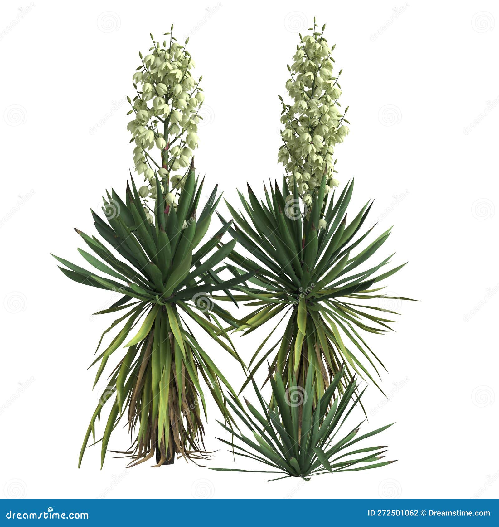 3d Illustration of Yucca Flaccida Isolated on Black Background Stock ...