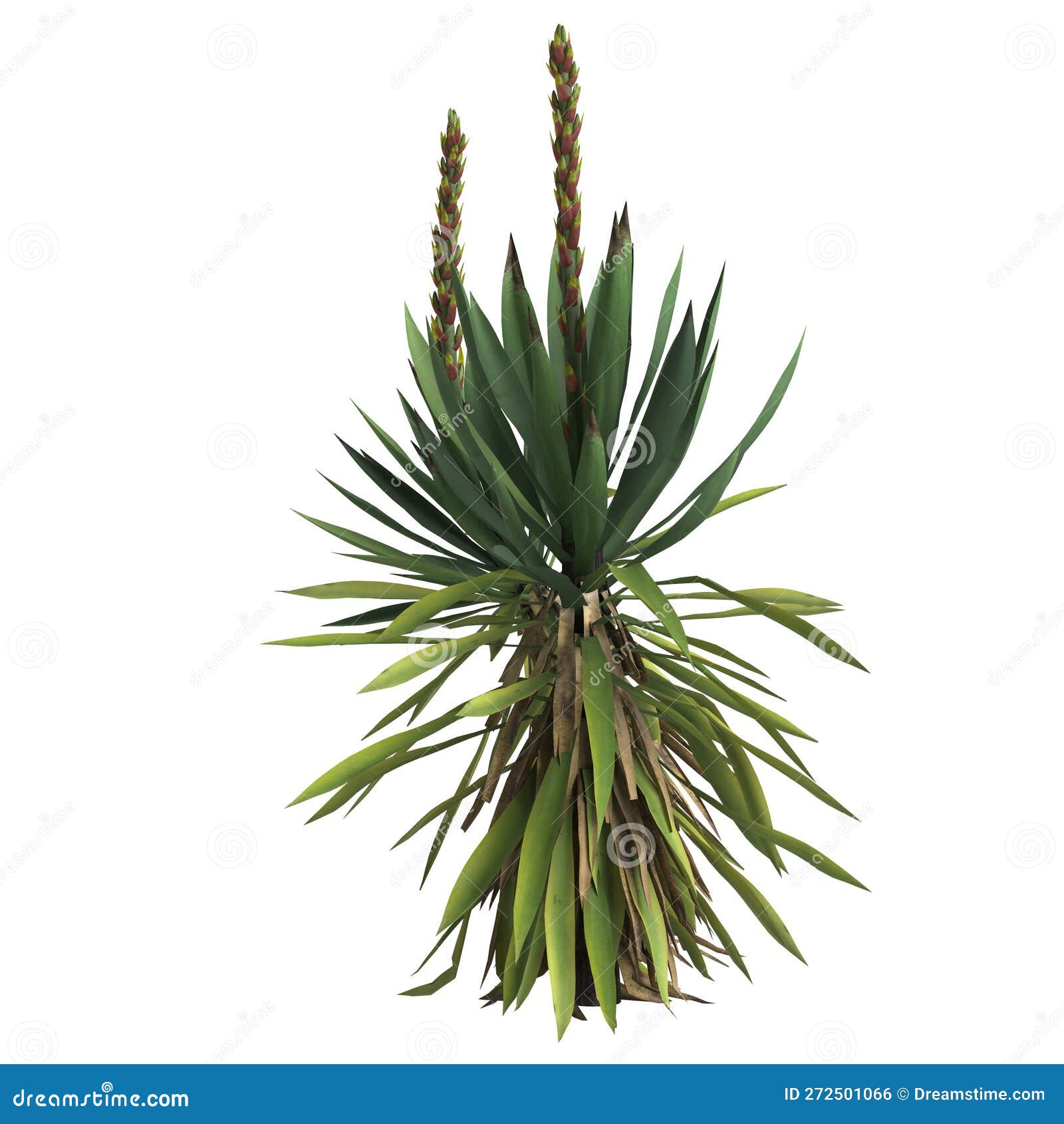 3d Illustration of Yucca Flaccida Isolated on Black Background Stock ...