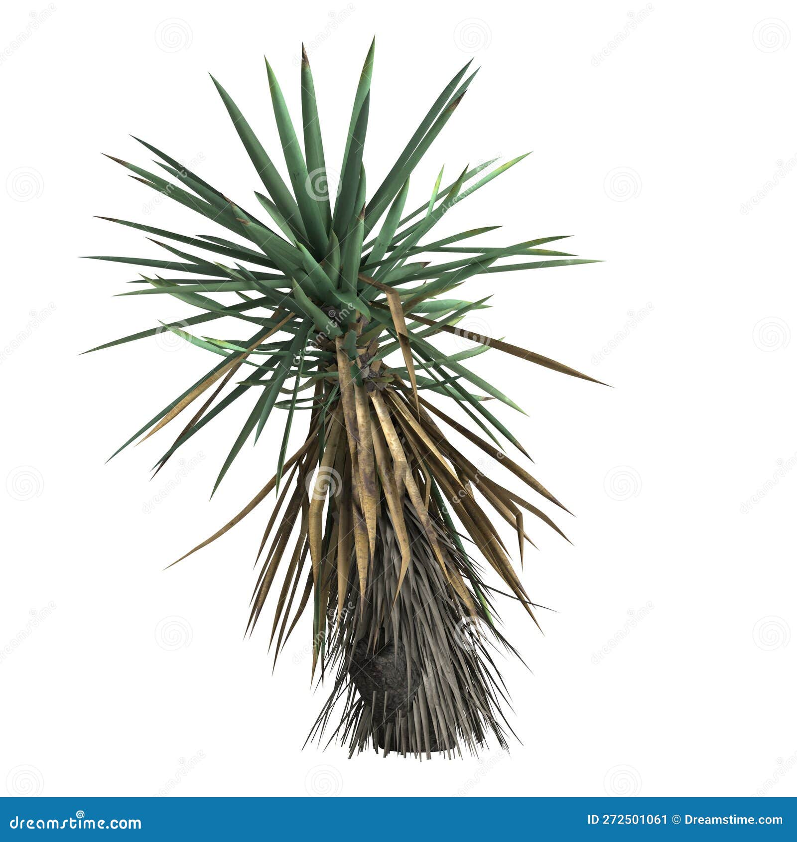 3d Illustration Of Yucca Schottii Tree Isolated On White Background ...