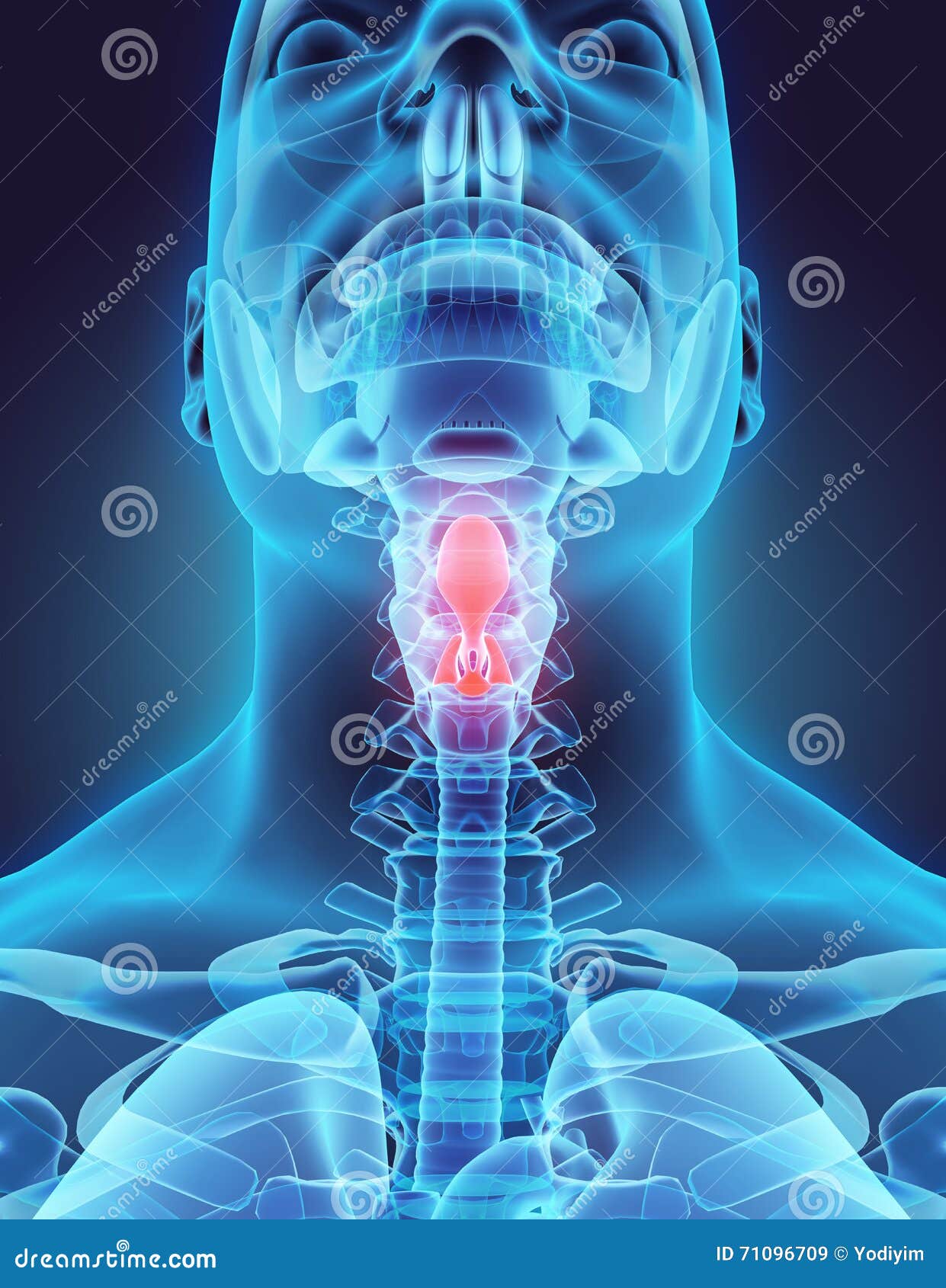 3D Illustrazione Dell'epiglottide, Concetto Medico Illustrazione di ...