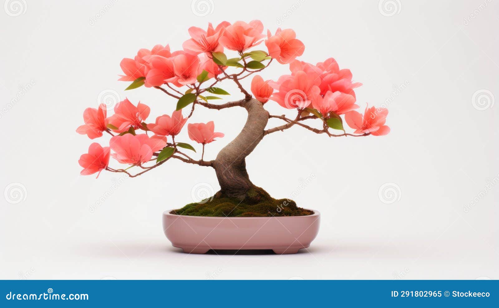 Pink Bonsai Tree with Flowers on White Background Stock Illustration ...