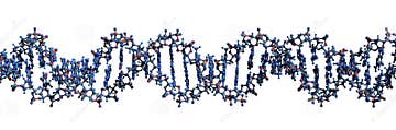 3D Image of DNA Macromolecule Skeletal Formula Stock Illustration ...