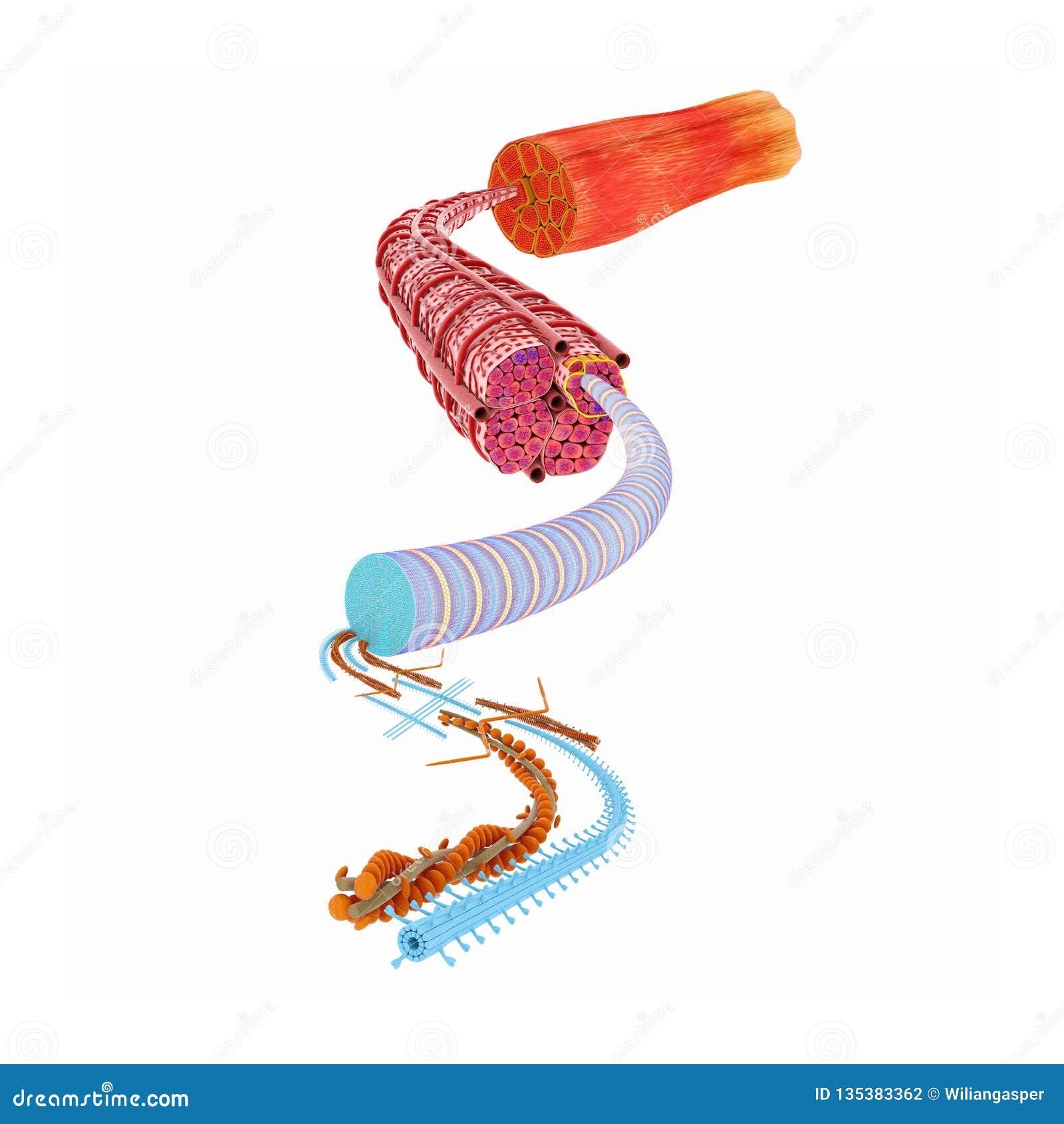 3D Render Muscle A Close-up View Of Muscle Tissue, Showing The ...