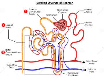 Detailed Structure of Nephron for Biology Science Education Stock ...