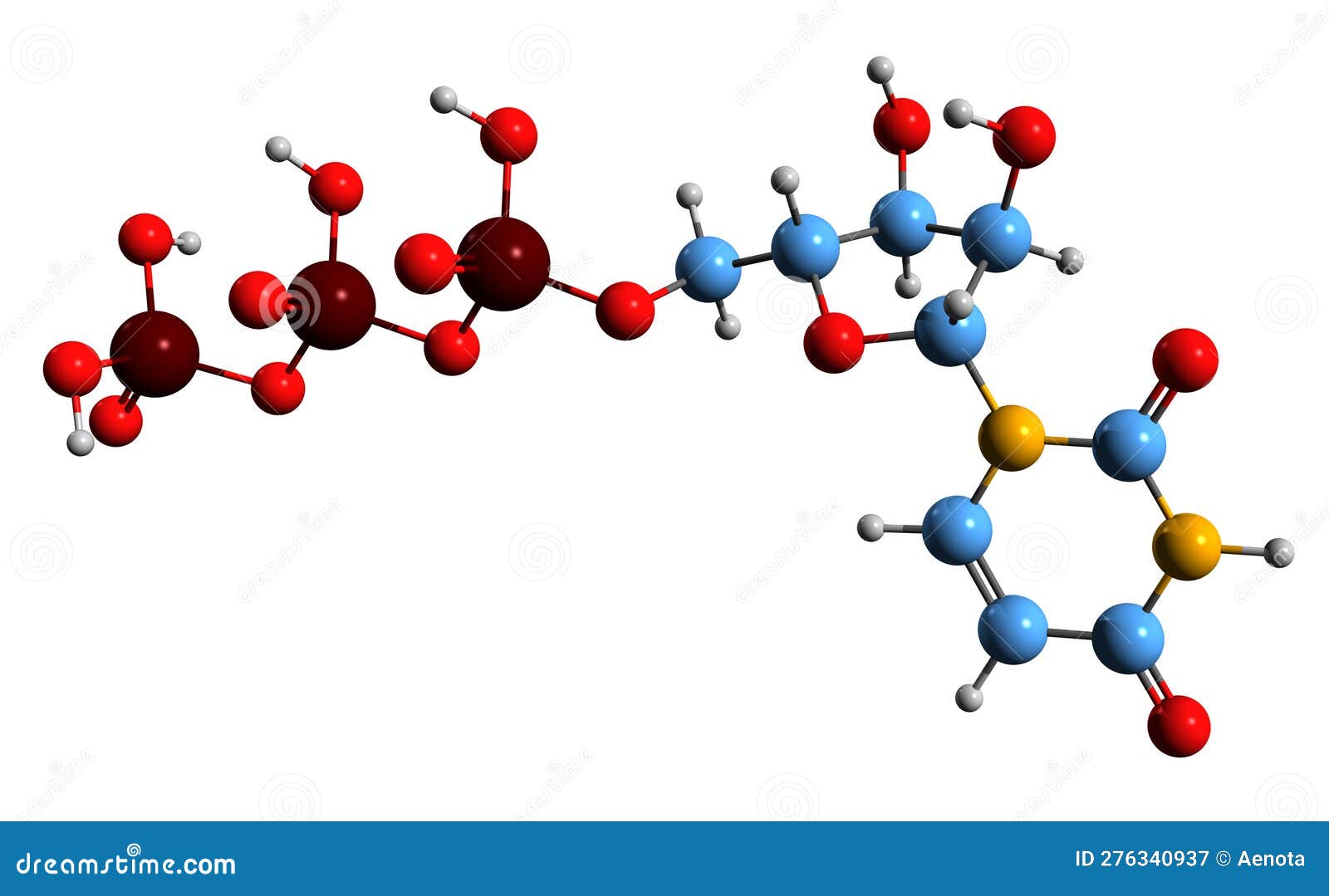 Thymidine Triphosphate (TTP) Nucleotide Molecule. DNA Building Block ...