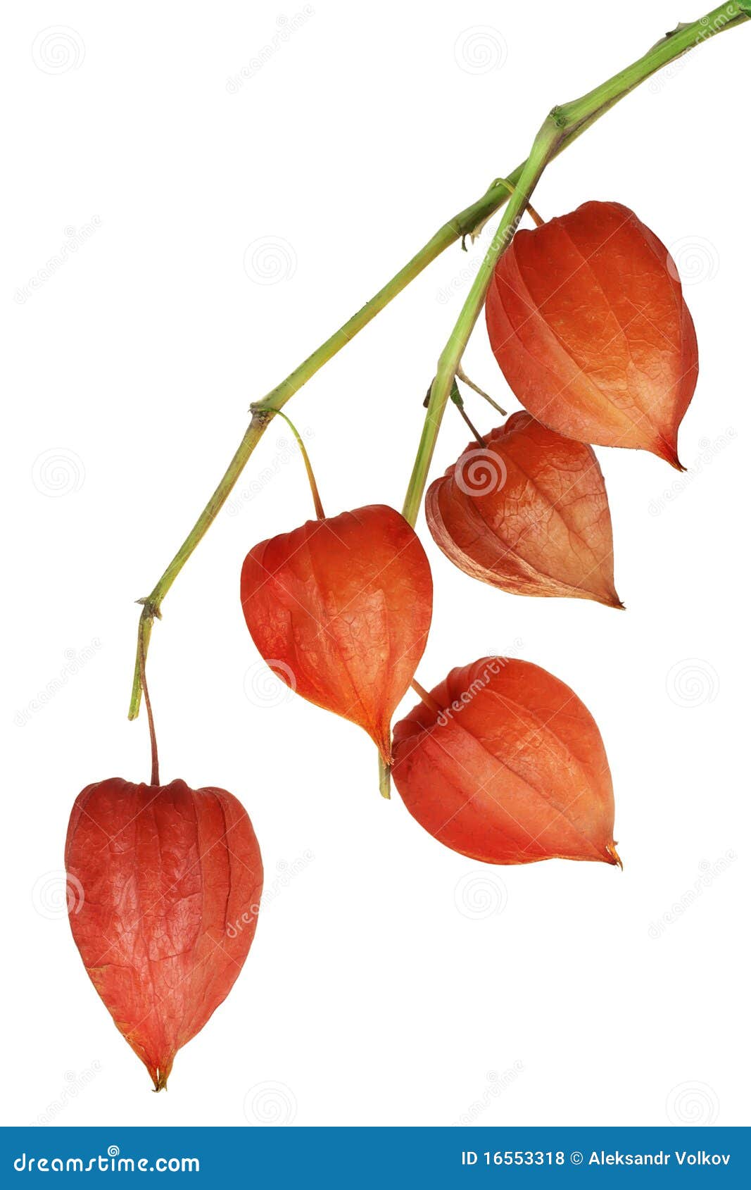 D'isolement Cinq Coeurs Rouges Photo stock - Image du pointu, fermer ...