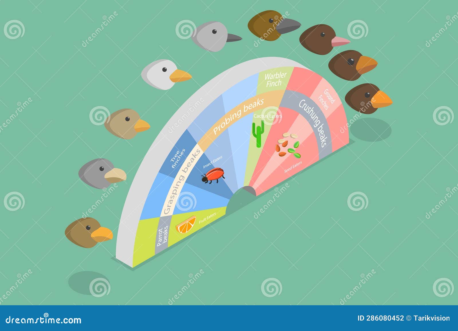 3D Isometric Flat Vector Conceptual Illustration of Adaptive Radiation ...