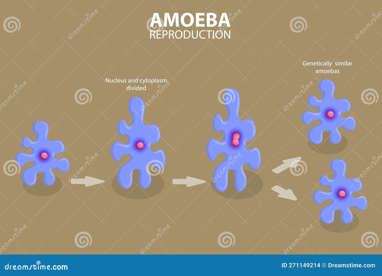 3D Isometric Flat Vector Conceptual Illustration of Amoeba Reproduction ...