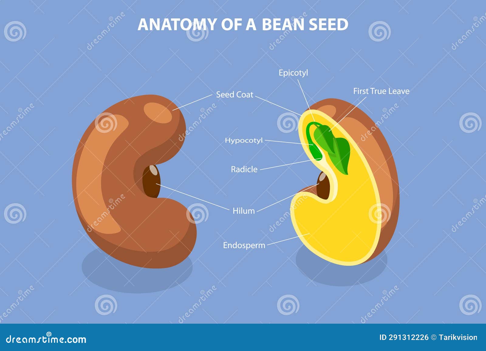 Seed Anatomy Scheme, Monocotyledon And Dicotyledon. Bean, Wheat Seed ...