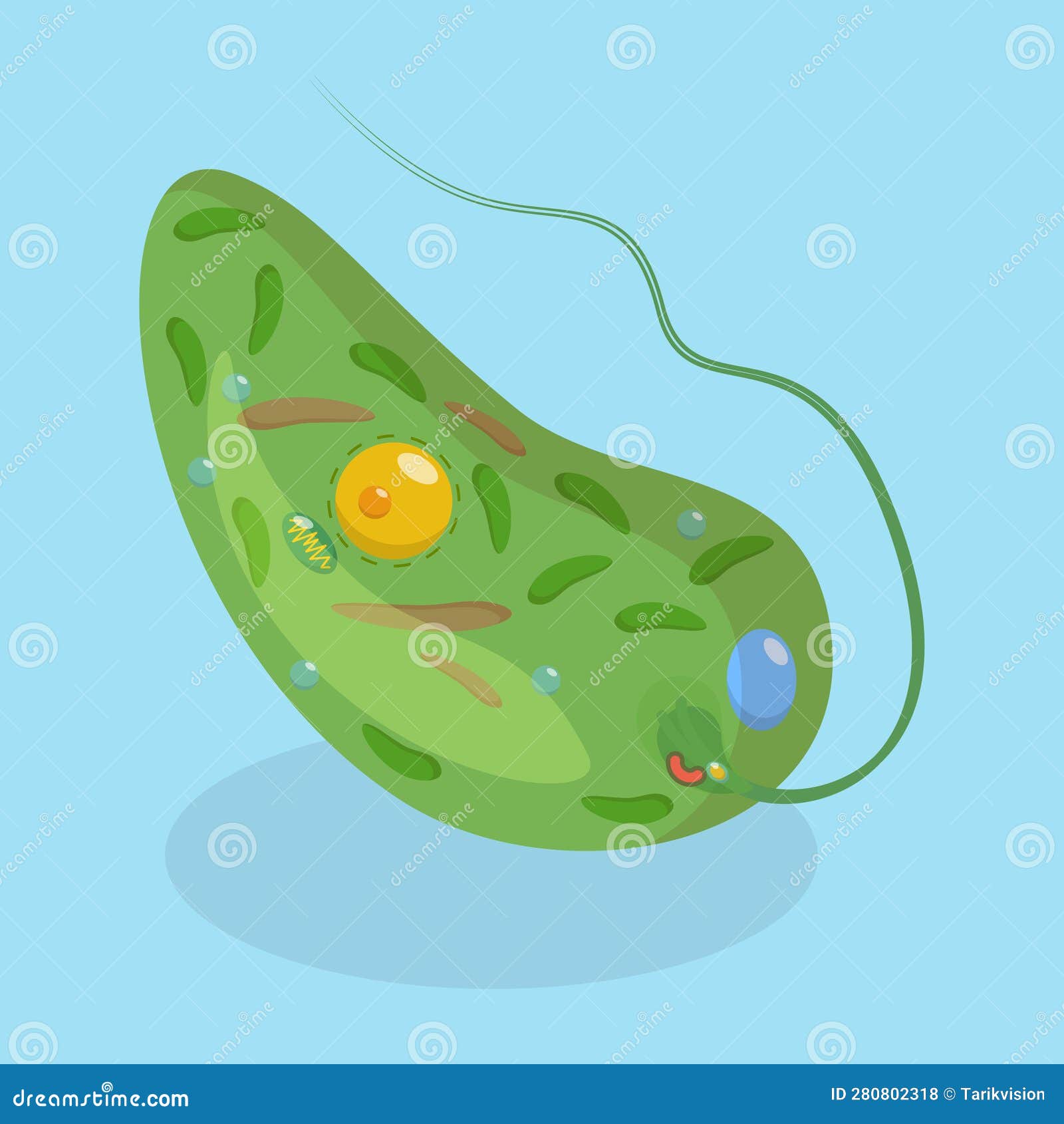 3D Isometric Flat Vector Conceptual Illustration of Anatomy of a ...