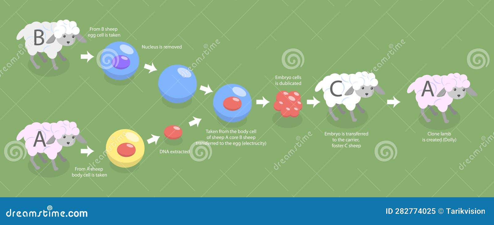 Cloning Scheme Flat Infographics Vector Illustration | CartoonDealer ...