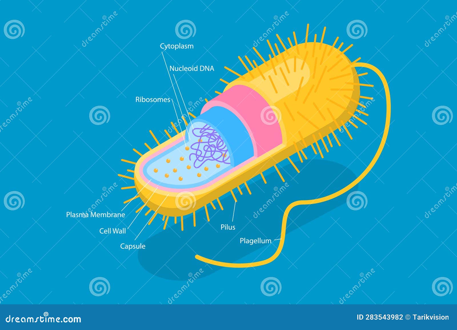 3D Isometric Flat Vector Conceptual Illustration of Archaebacteria ...
