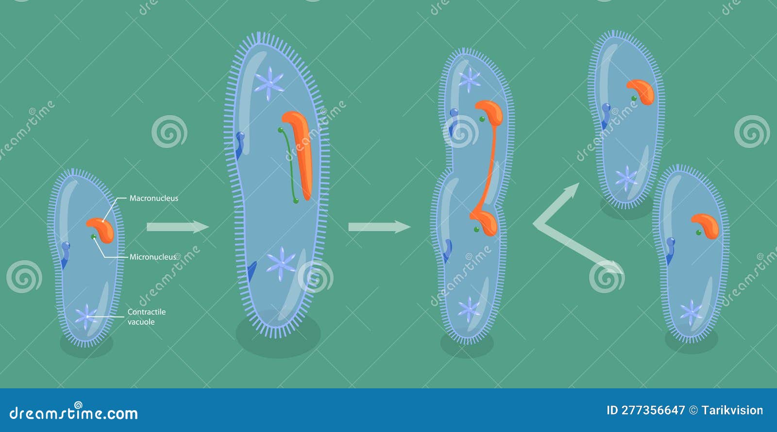 3d Isometric Flat Vector Conceptual Illustration Of Asexual Reproduction In Protozoa