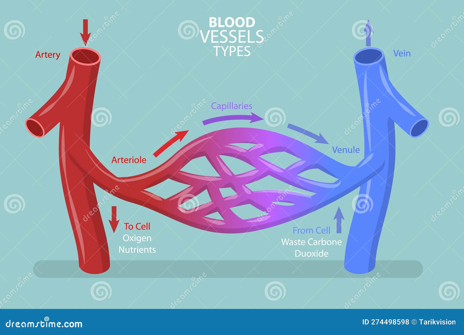 Capillary Types With Continuous, Fenestrated And Sinusoidal Outline ...