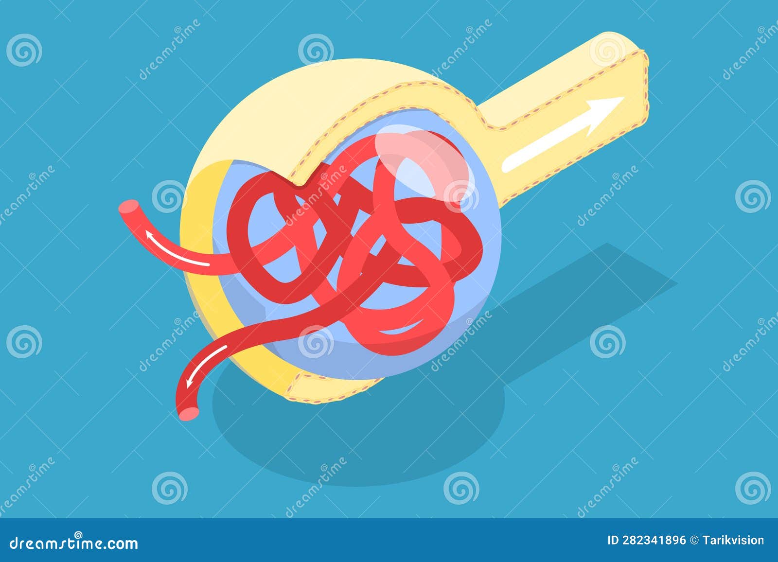 3D Isometric Flat Vector Conceptual Illustration of Bowmans Capsule ...