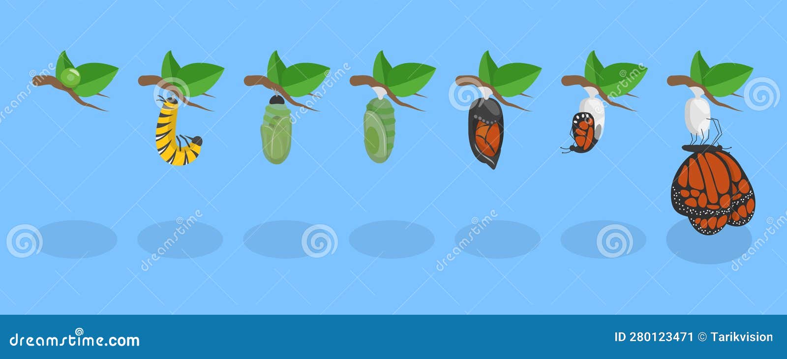 Butterfly Metamorphosis And Life Cycle Of Larva Cartoon Vector ...