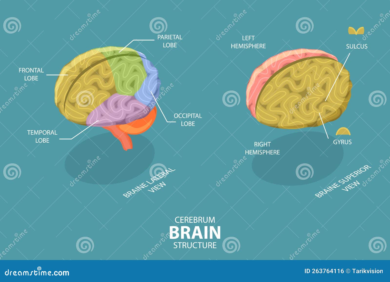 3D Isometric Flat Vector Conceptual Illustration of Cerebrum Brain ...