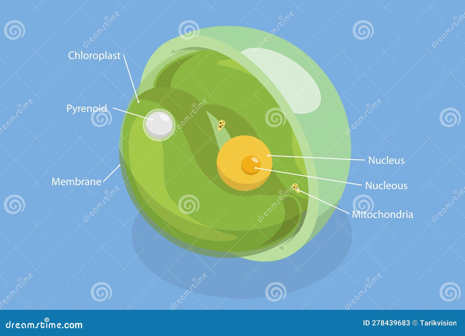 3D Isometric Flat Vector Conceptual Illustration of Chlorella Stock ...