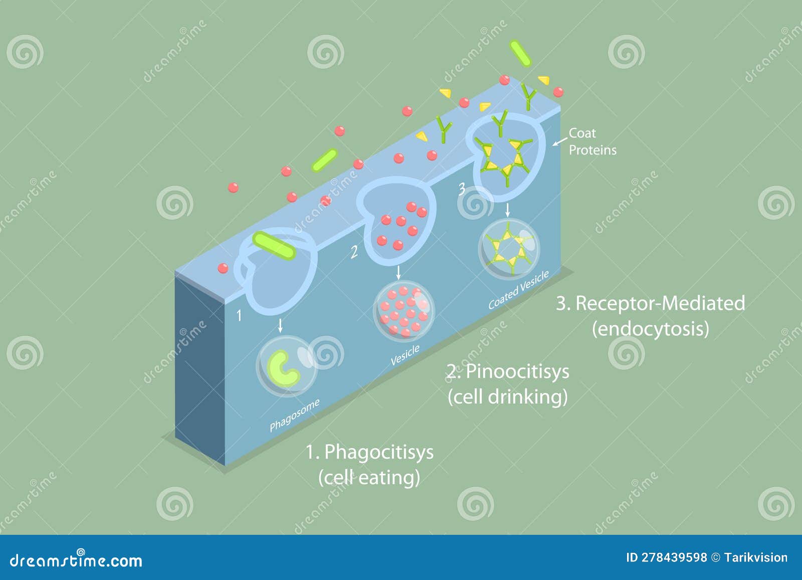 3D Isometric Flat Vector Conceptual Illustration of Endocytosis Stock ...