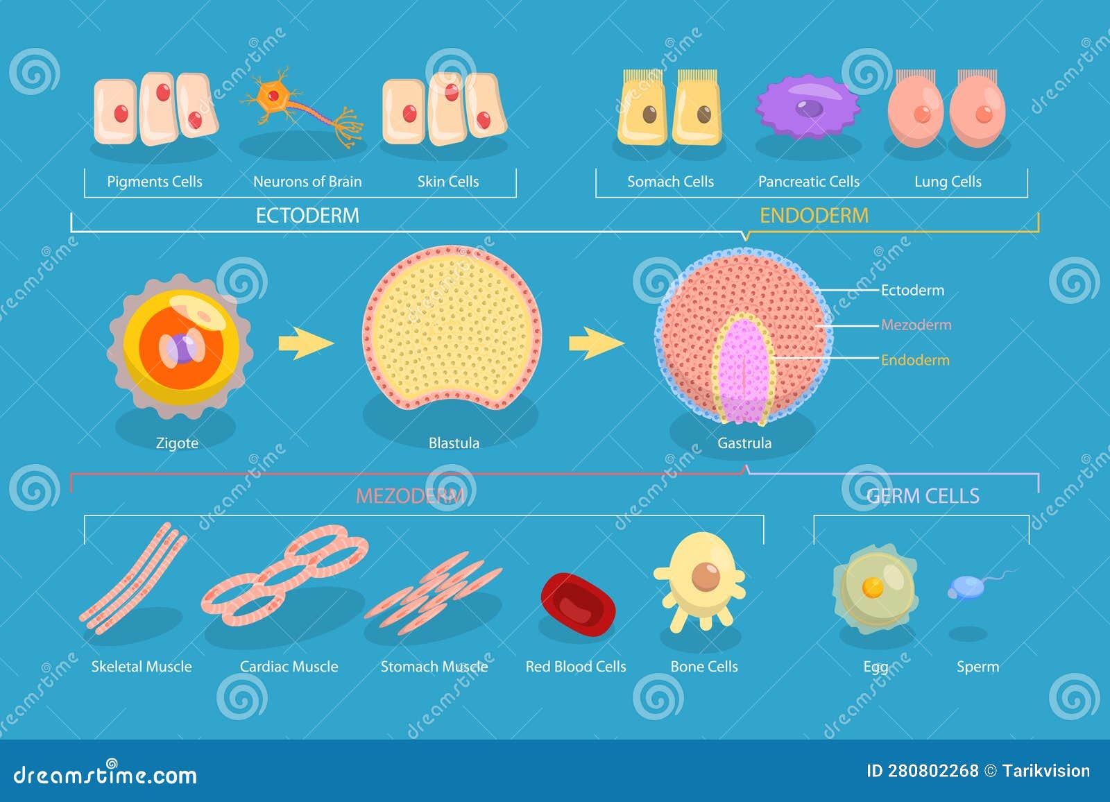 3D Isometric Flat Vector Conceptual Illustration of Endoderm, Mesoderm ...