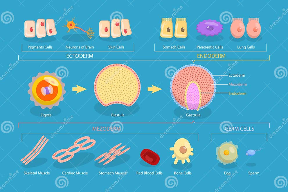 3D Isometric Flat Vector Conceptual Illustration of Endoderm, Mesoderm ...