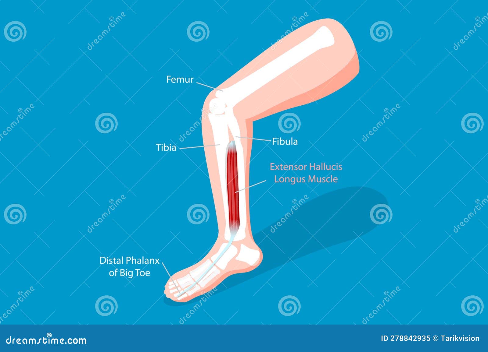 3D Isometric Flat Vector Conceptual Illustration of Extensor Hallucis ...