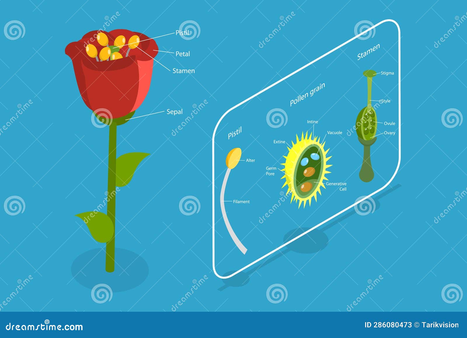 Flower Anatomy Drawing, Labeled, For Educational Use Or Botanical ...