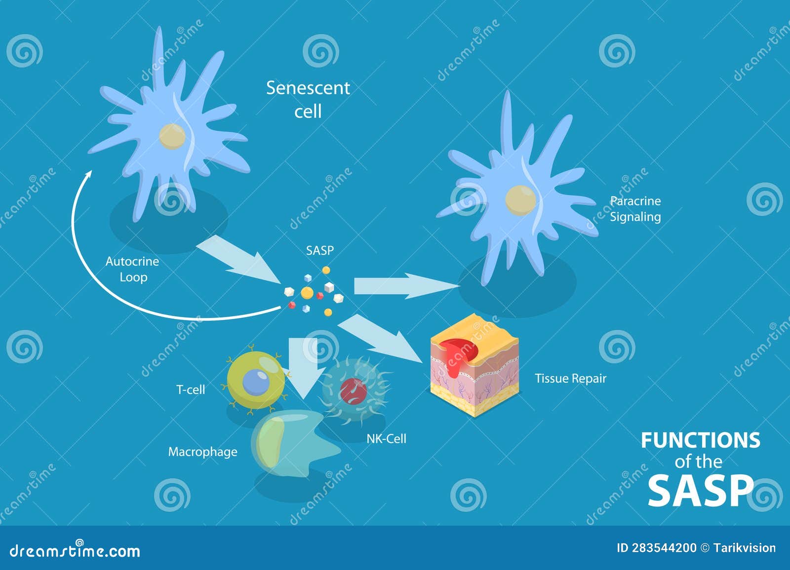3D Isometric Flat Vector Conceptual Illustration of Functions of the ... 3D Isometric Flat Vector Conceptual Illustration of Functions of the ...