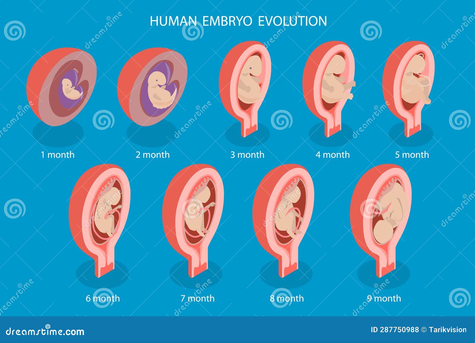 3D Isometric Flat Vector Conceptual Illustration of Human Embryo ...