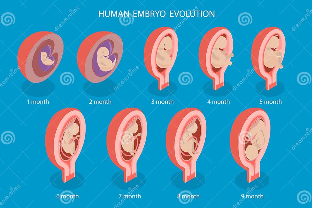 3D Isometric Flat Vector Conceptual Illustration of Human Embryo ...