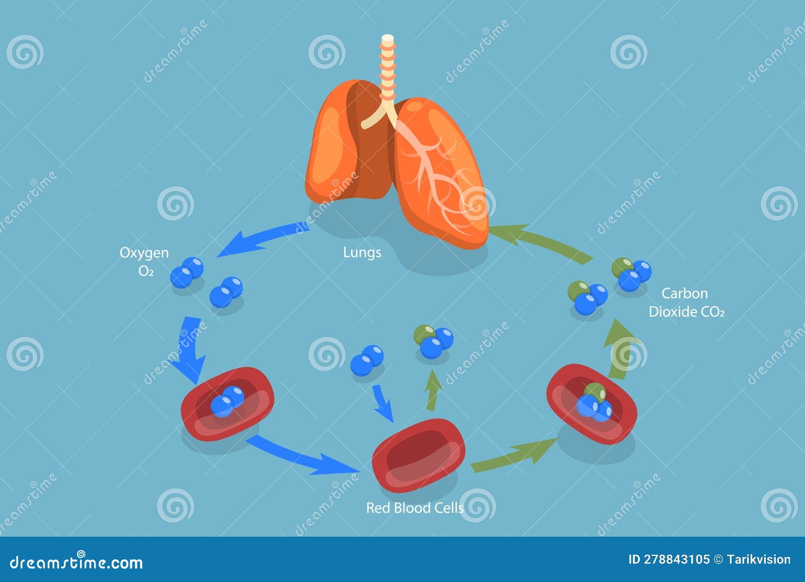 3D Isometric Flat Vector Conceptual Illustration of Human Gas Exchange ...