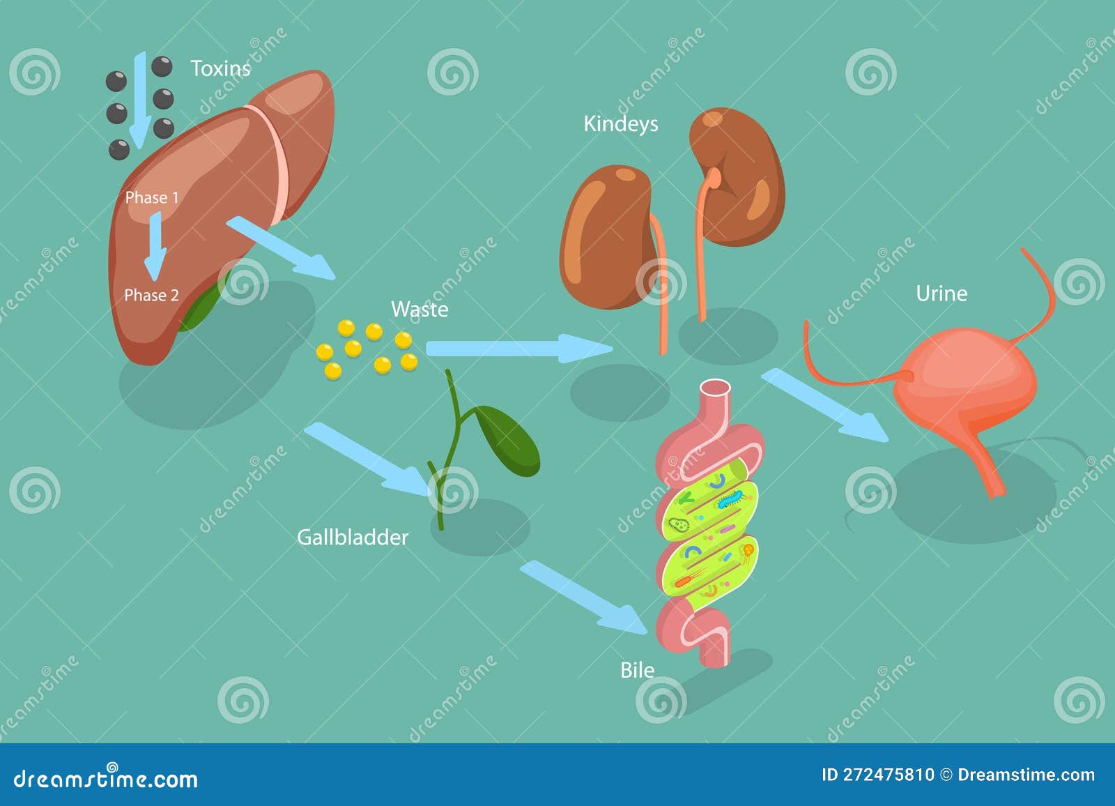 The Process Of Detoxification. Portrait Poster With Infographics ...