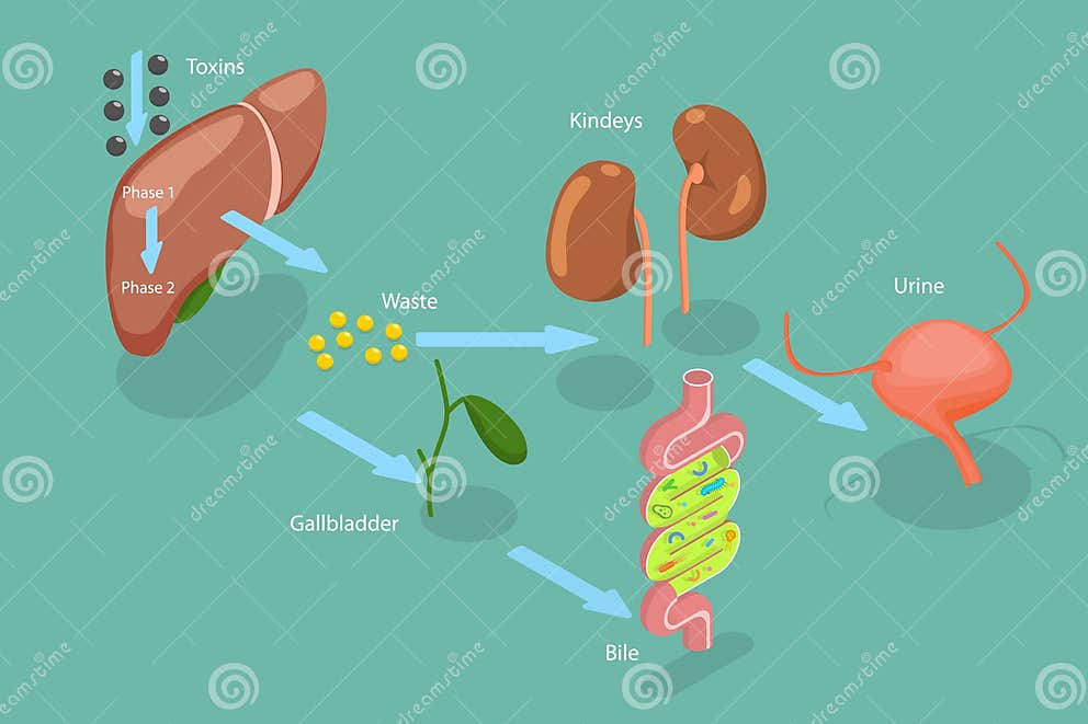 3D Isometric Flat Vector Conceptual Illustration of Liver ...