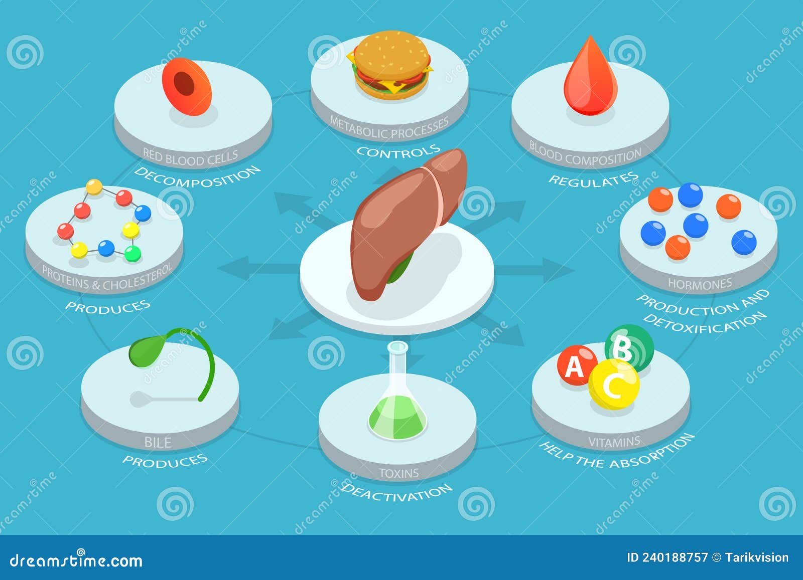 3D Isometric Flat Vector Conceptual Illustration of Liver Functions ...