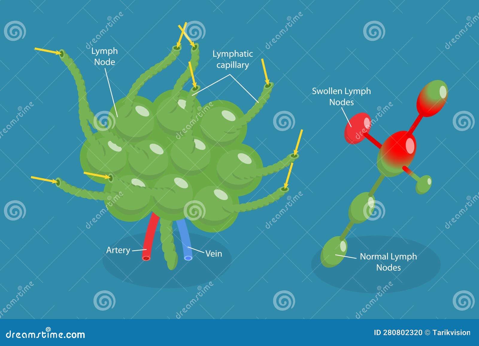 3D Isometric Flat Vector Conceptual Illustration of Lymph Node Stock ...