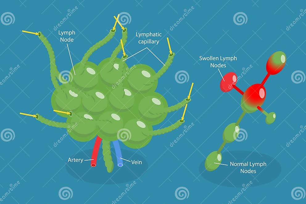 3D Isometric Flat Vector Conceptual Illustration of Lymph Node Stock ...
